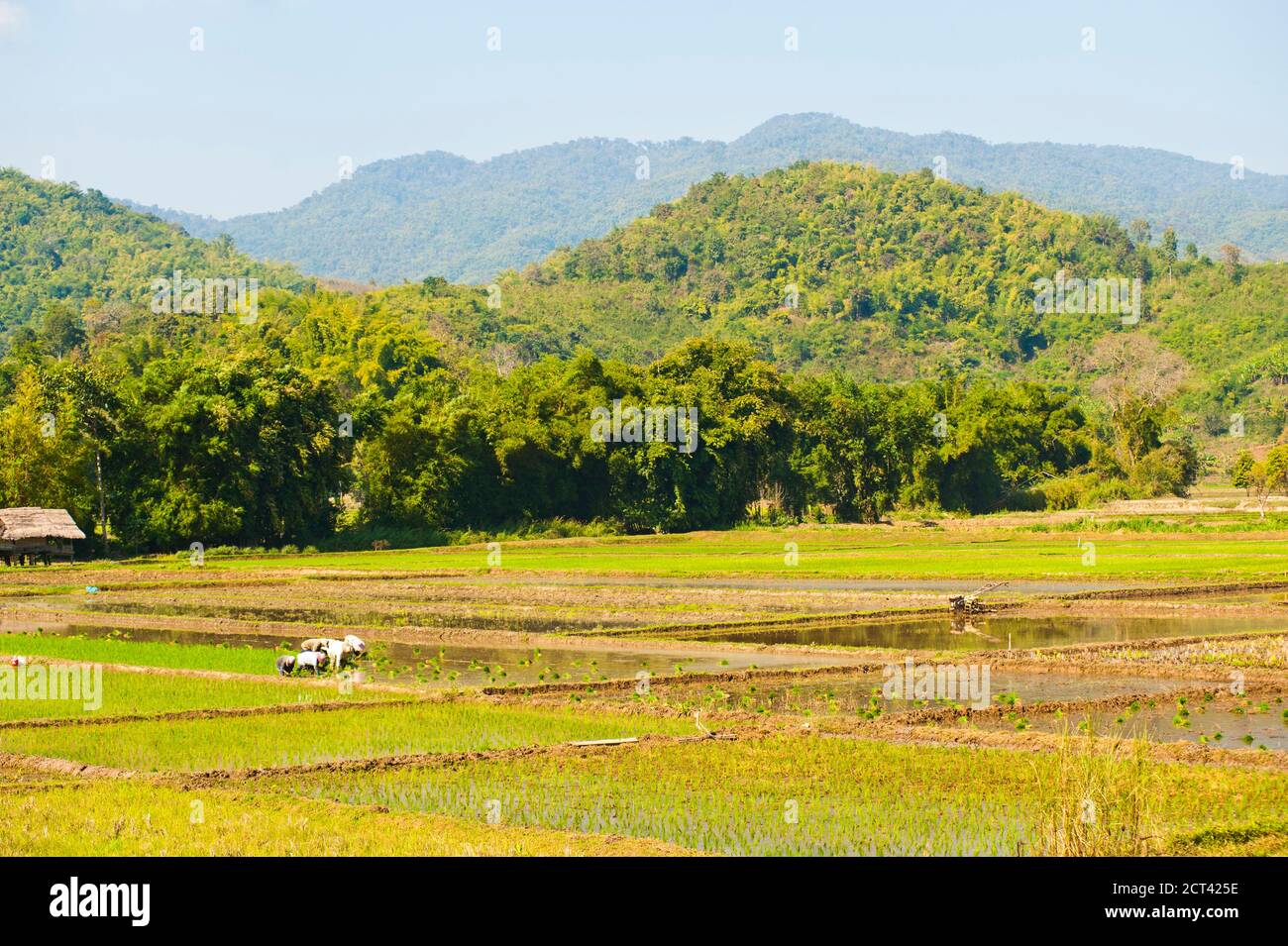 Lahu Tribe Planting Rice in the Rice Paddy Fields Surrounding Chiang ...