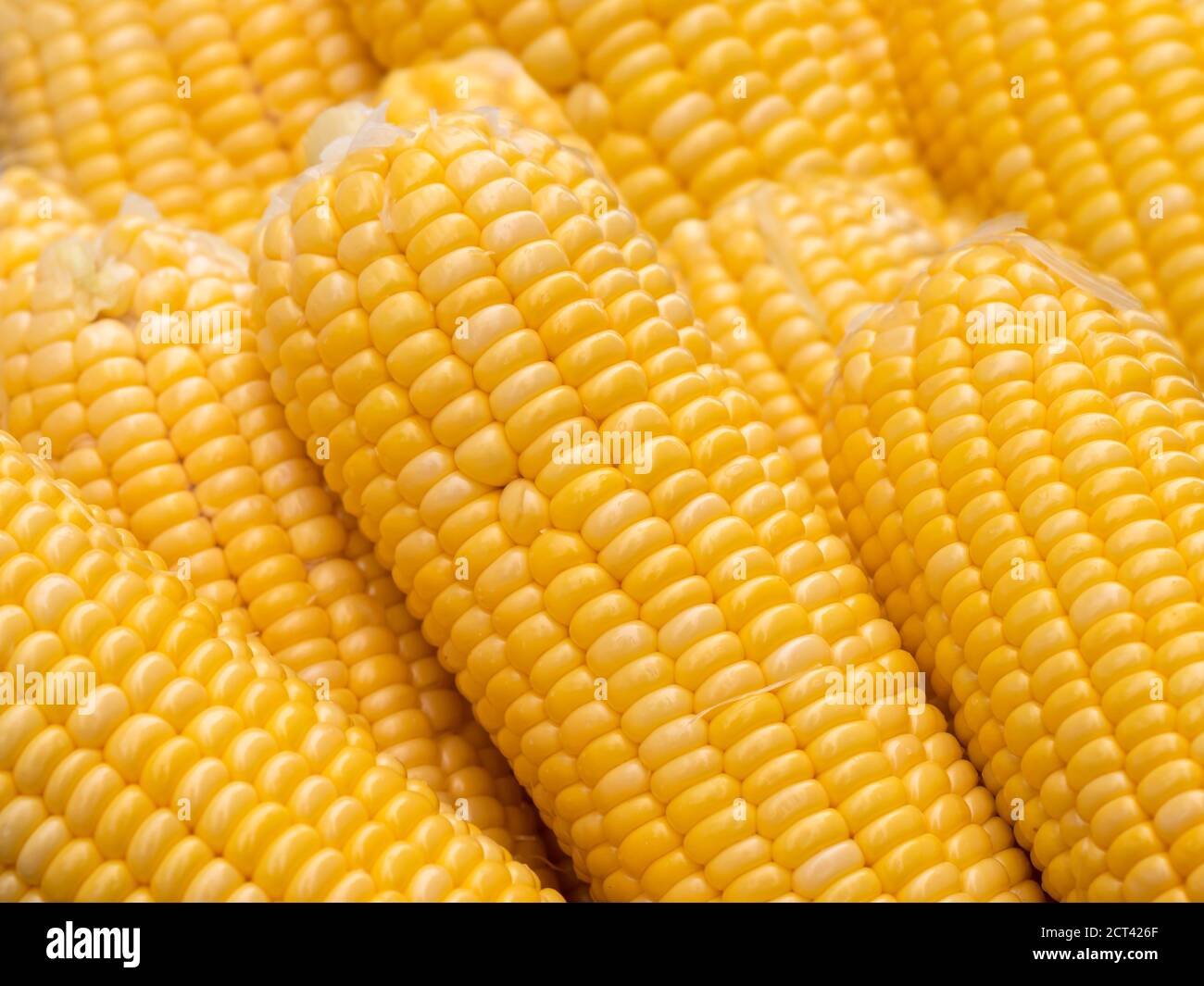 Close-up group sweet corn. Abstract backgrounds of freshness maize ...