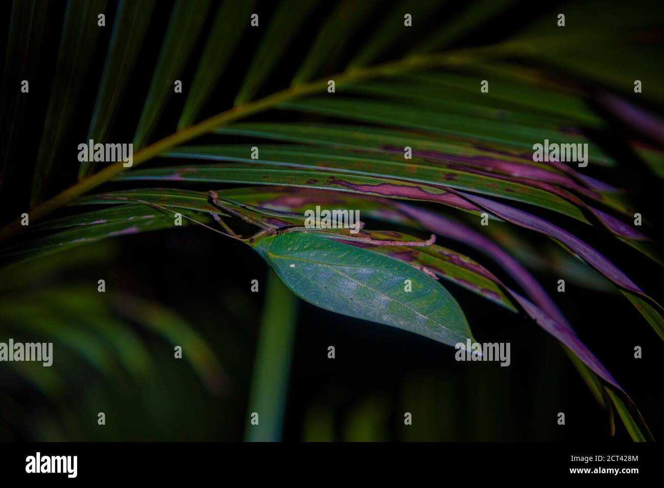 Insect in Vientiane, Laos, Southeast Asia Stock Photo - Alamy