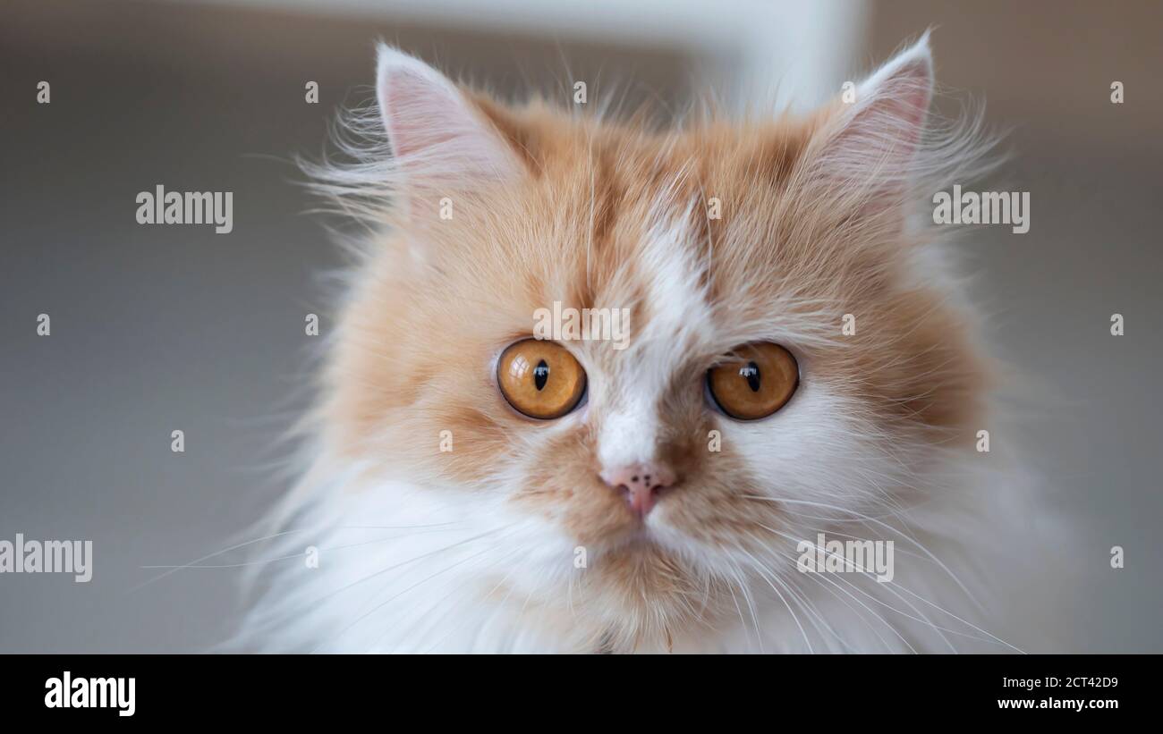 Close-up the face of a Persian cat Stock Photo - Alamy