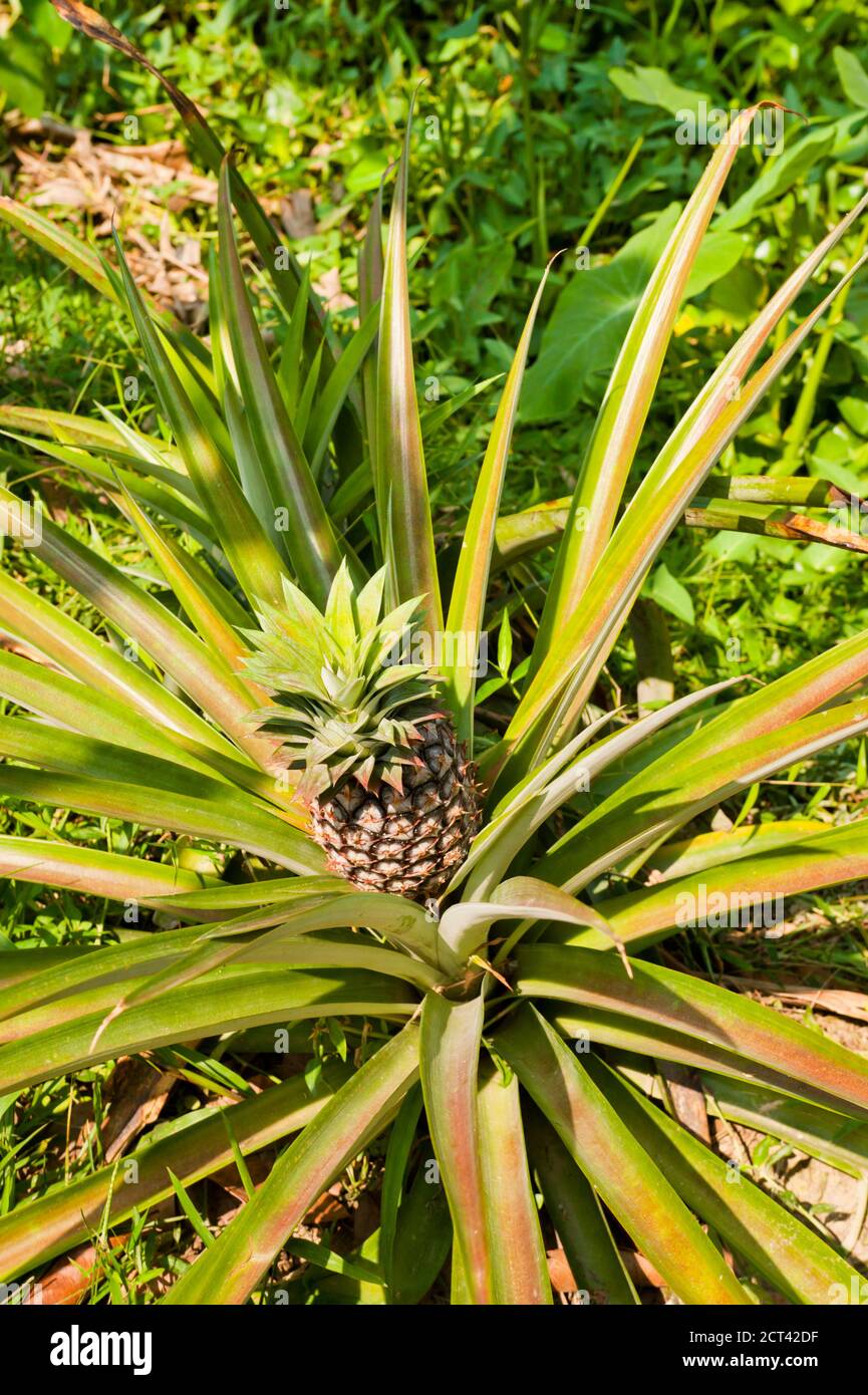Pineapple Plant in the Mekong Delta, Vietnam, Southeast Asia Stock ...