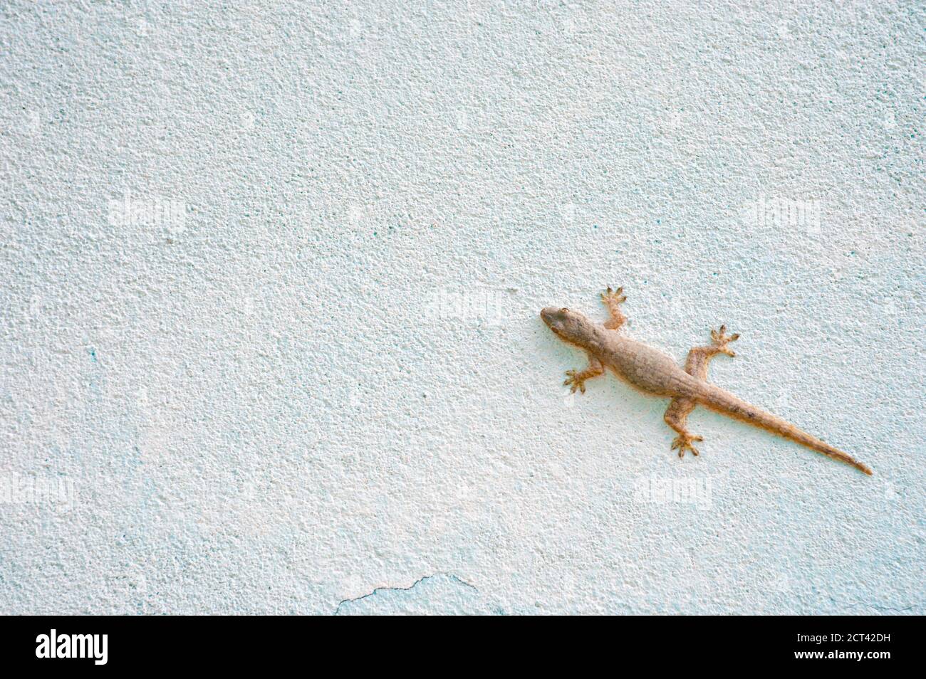 House Gecko In Vietnam