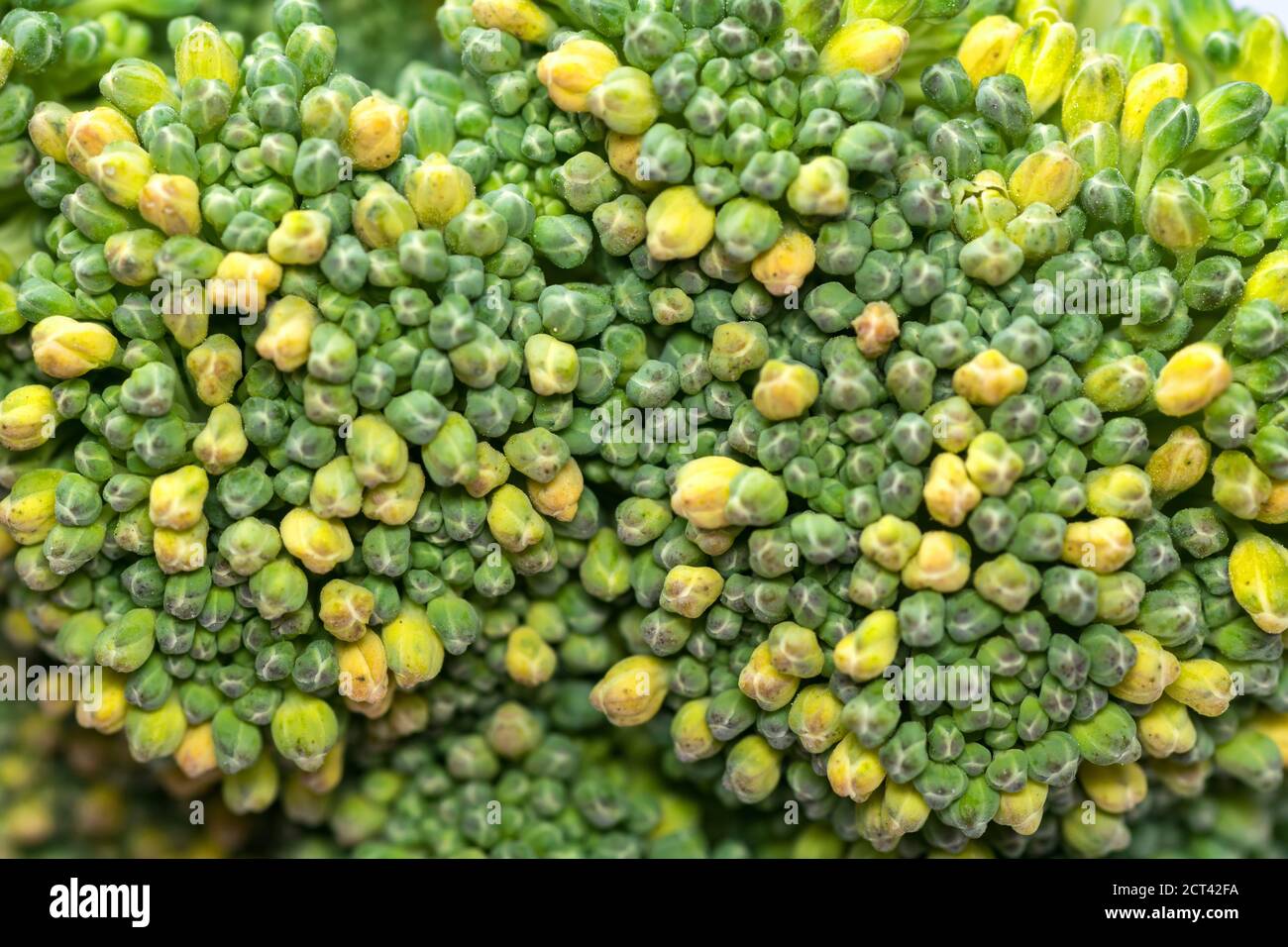 Broccoli macro photography. Vegetable texture Stock Photo - Alamy