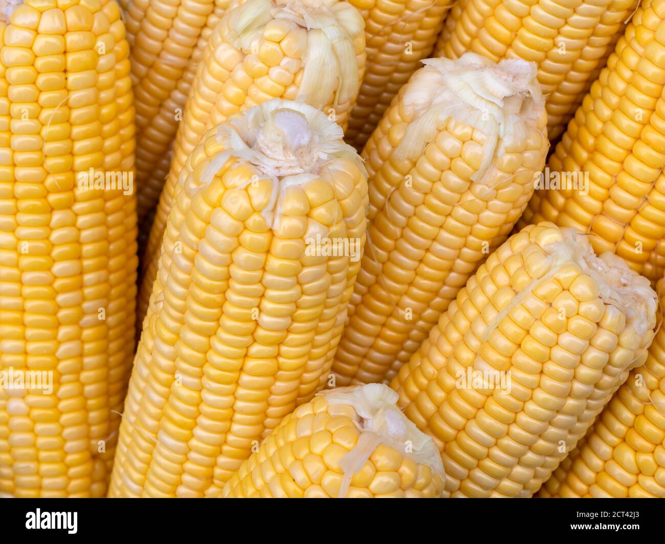 Top-view group freshness seeds of sweet corn. Fresh raw maize with ...