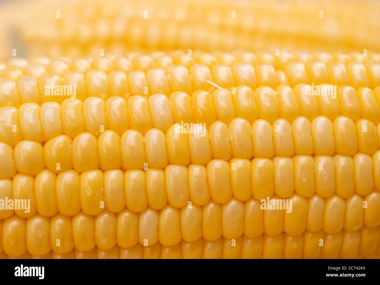 Close-up freshness seeds of sweet corn in a row and water drop with ...