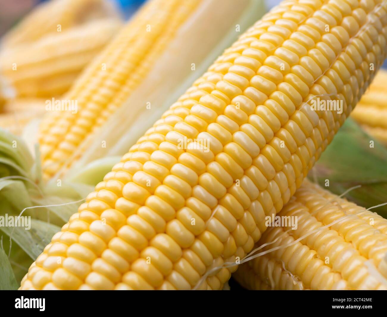 Group sweet corn on the table. Freshness raw maize with peeled. Corn ...