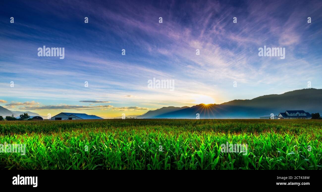 Corn field lights up from the beautiful summer sunrise Stock Photo - Alamy