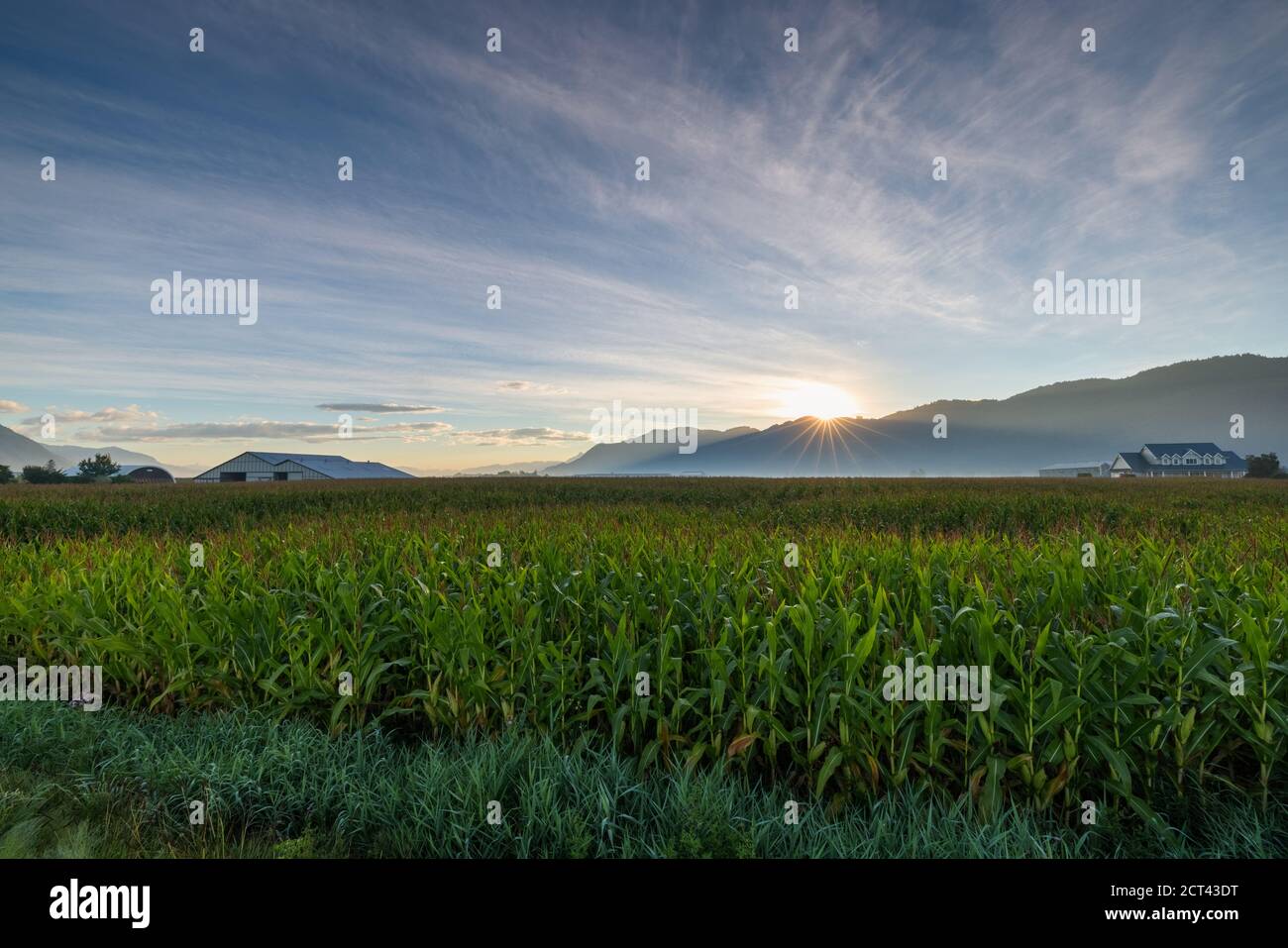 Early sunrise over corn field Stock Photo - Alamy