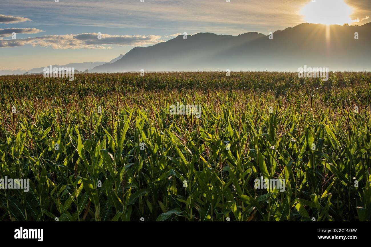 Summer sun lights up corn field Stock Photo - Alamy