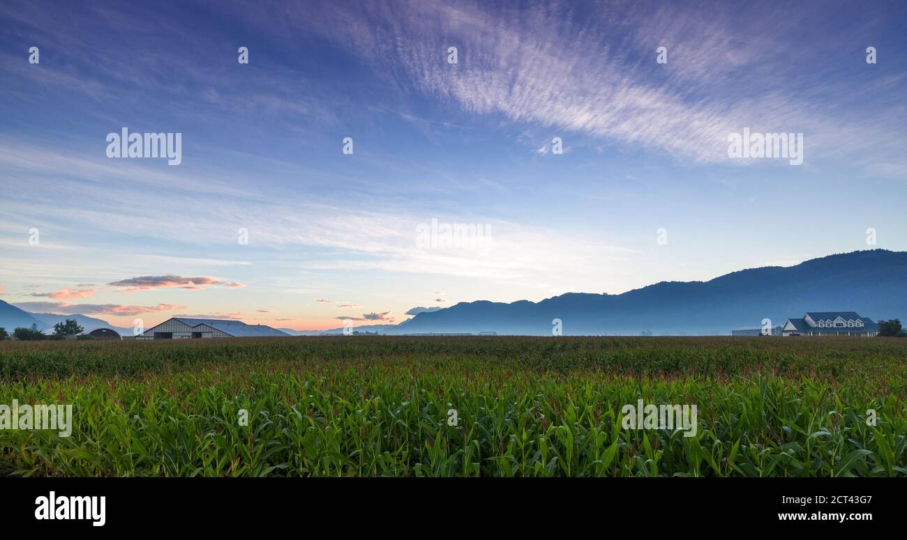 Corn field lights up from the beautiful summer sunrise Stock Photo - Alamy