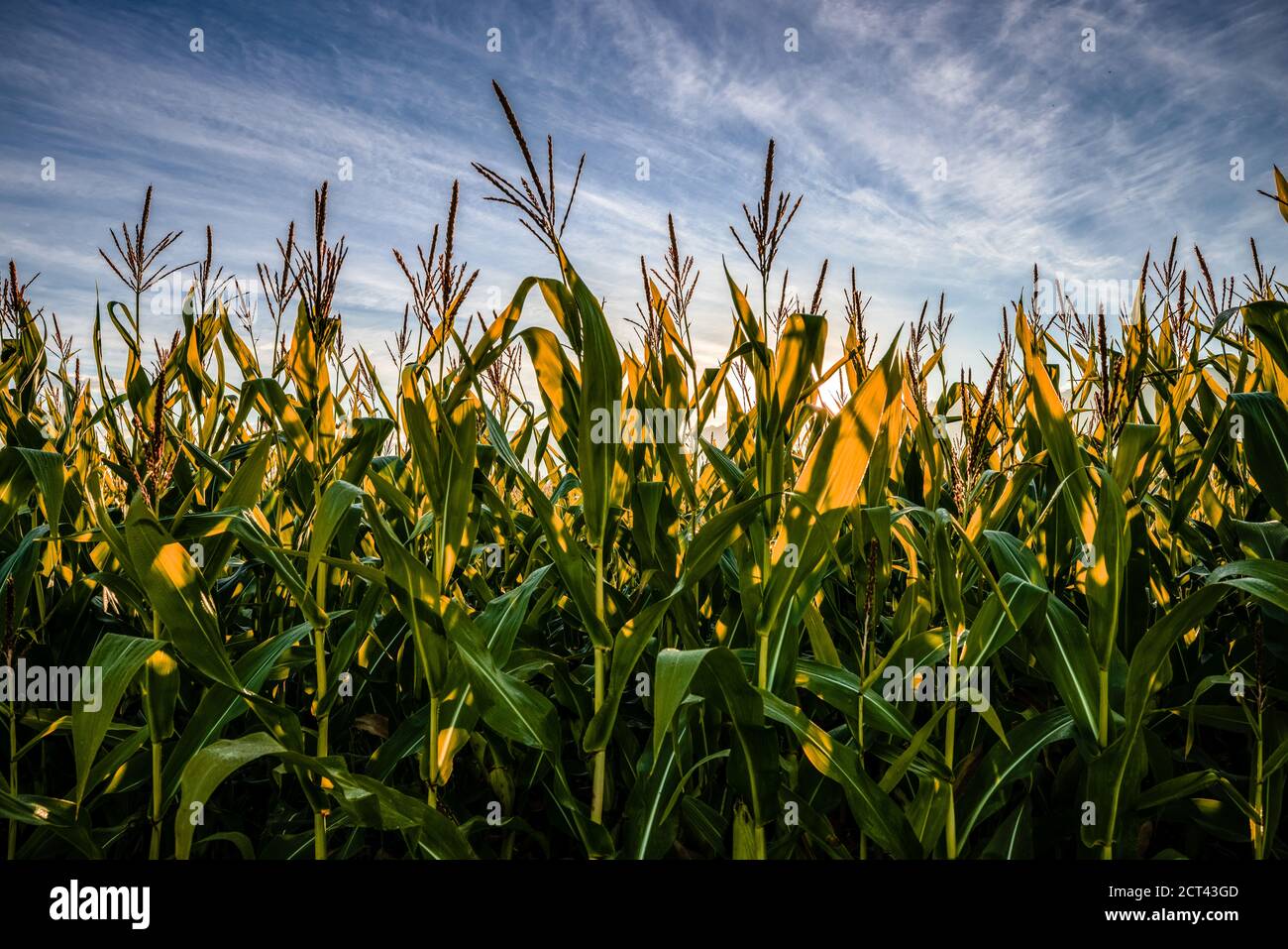 Crop cornfield hi-res stock photography and images - Alamy