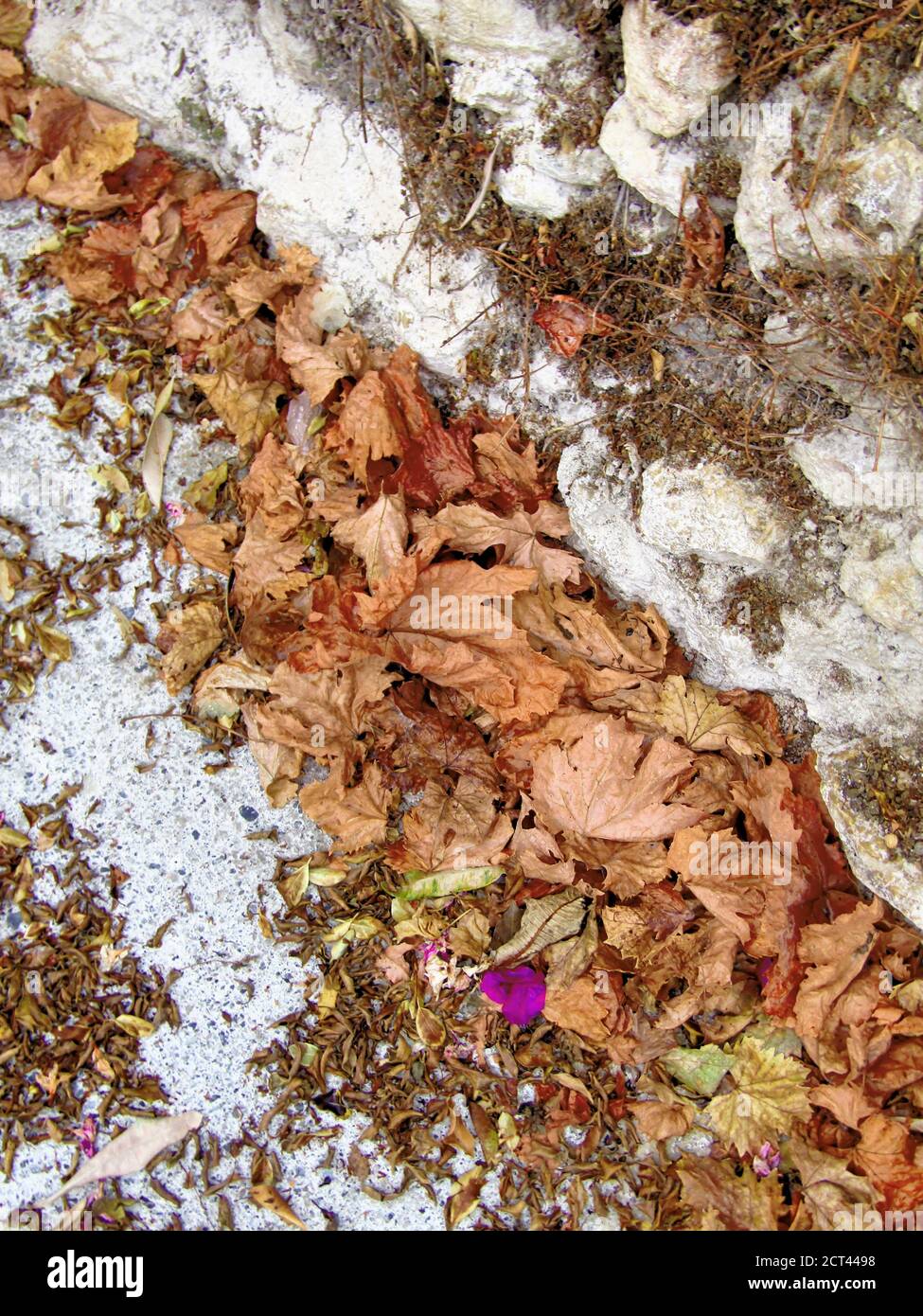 Autumn Leaves on the Ground, Crete, Greece Stock Photo - Alamy