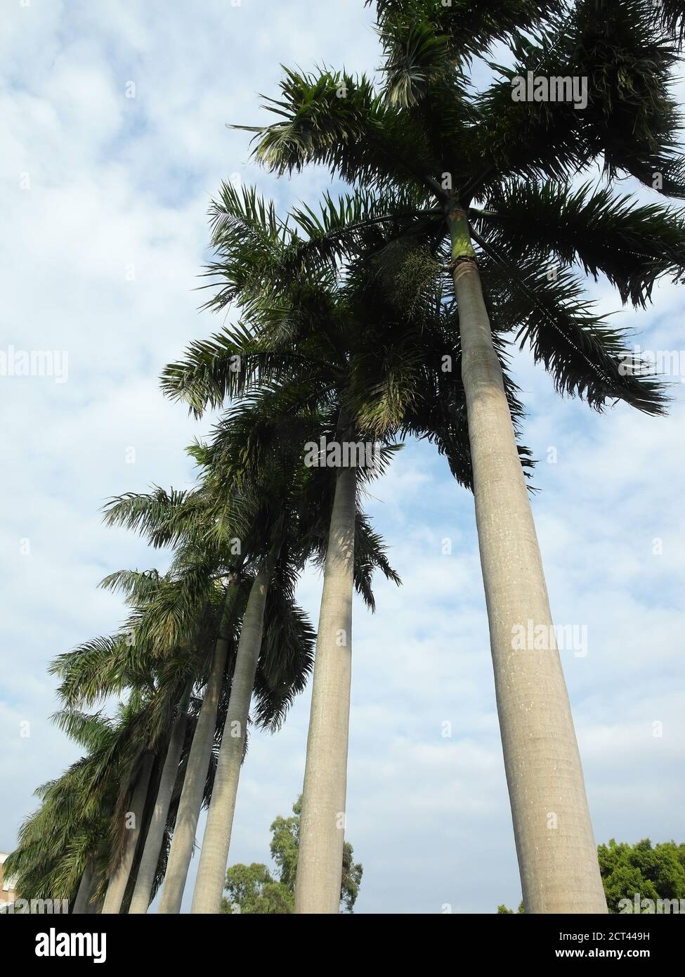 Looking up the palm tree of Royal Palm Blvd at Taipei, Taiwan Stock ...