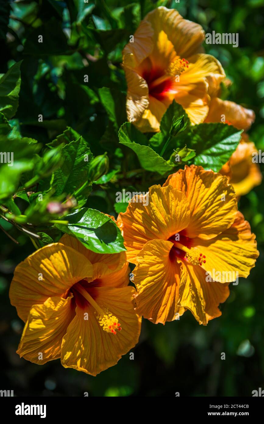 Yellow Hibiscus Flower, Rarotonga, Cook Islands Stock Photo - Alamy