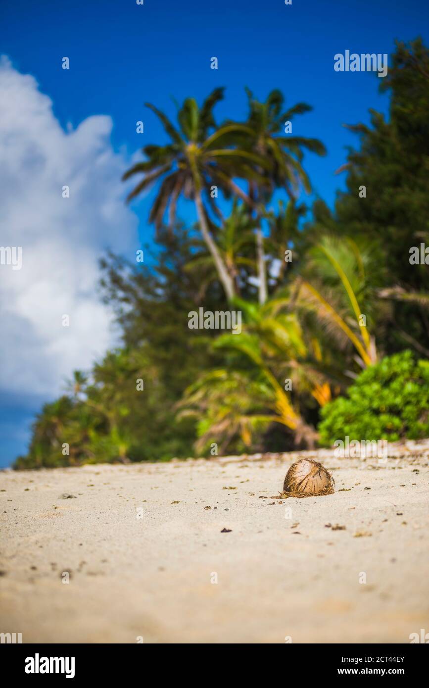 Coconut on the beach, Rarotonga, Cook Islands Stock Photo - Alamy