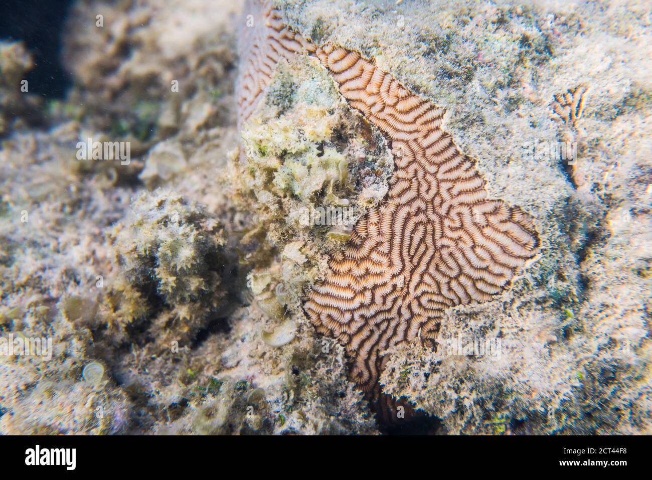 Coral in Muri Lagoon, Rarotonga, Cook Islands Stock Photo - Alamy