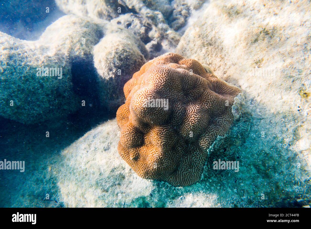 Coral in Muri Lagoon, Rarotonga, Cook Islands Stock Photo - Alamy
