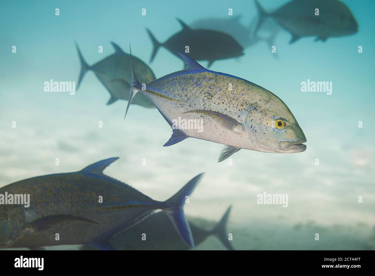 Underwater photo of a Bluefin Trevally aka Bluefin Kingfish (Caranx ...
