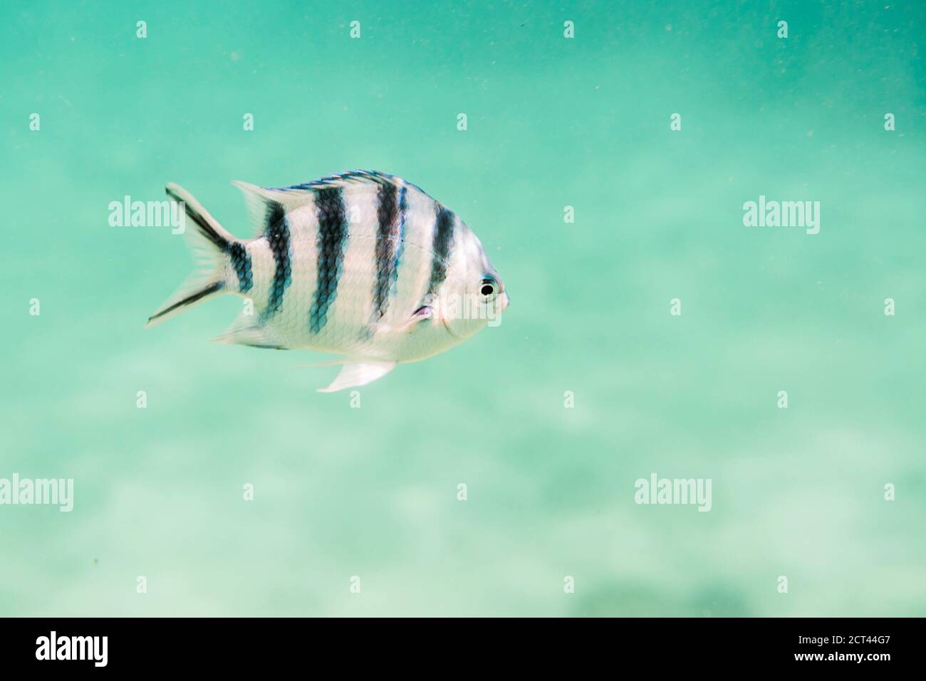 Underwater photo of a Sergeant Major Fish aka píntano (Abudefduf ...