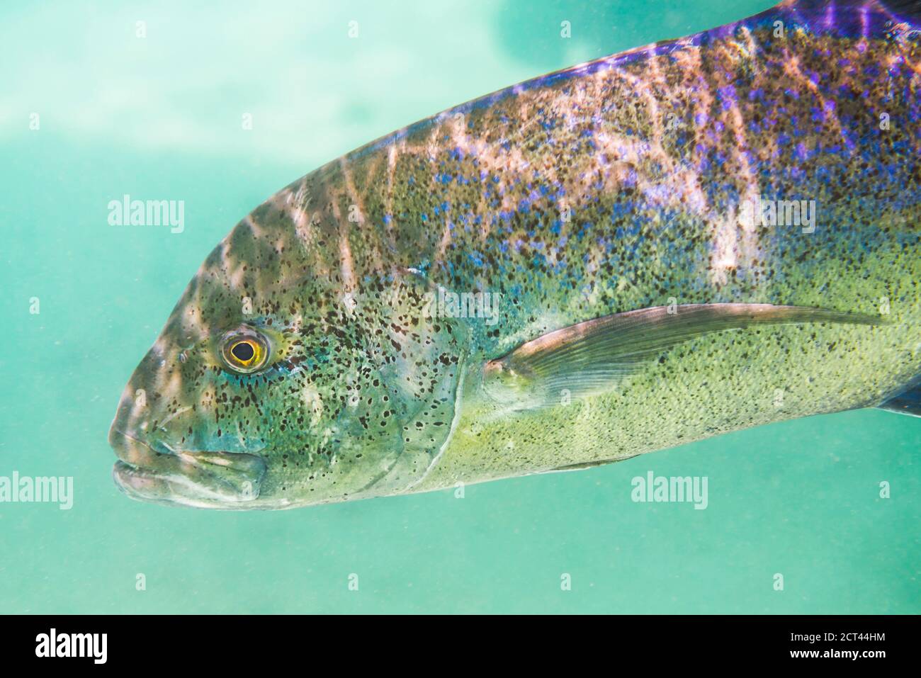 Underwater photo of a Bluefin Trevally aka Bluefin Kingfish (Caranx ...