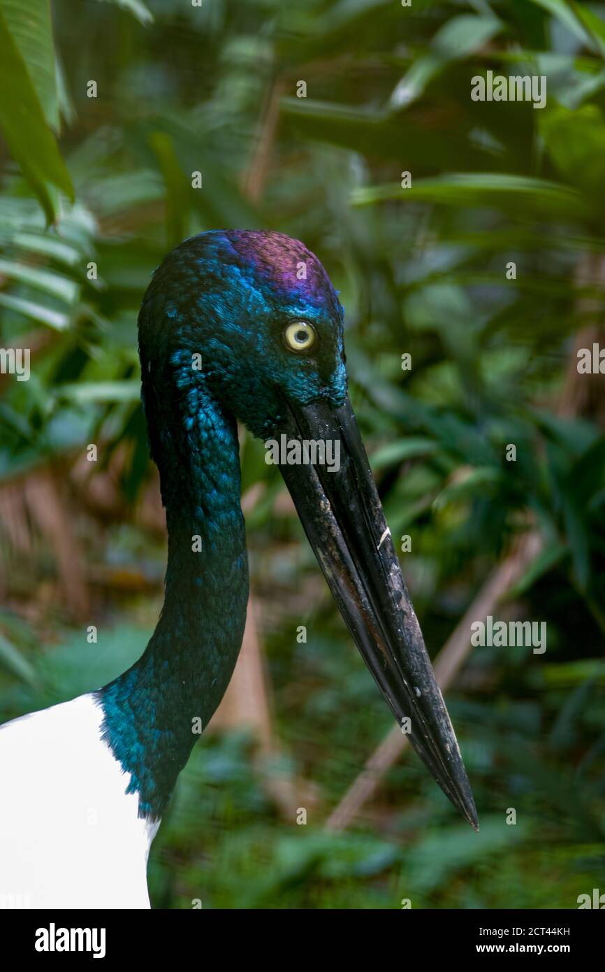 The black-necked stork (Ephippiorhynchus asiaticus) is a tall long ...