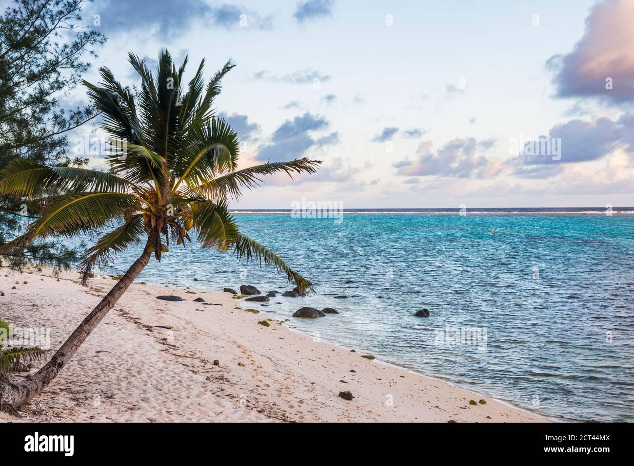 Palm tree on Muri Beach at sunset, Muri, Rarotonga, Cook Islands Stock ...