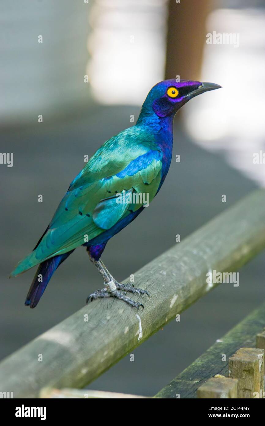 a Purple starling (Lamprotornis purpureus) is a member of the starling ...