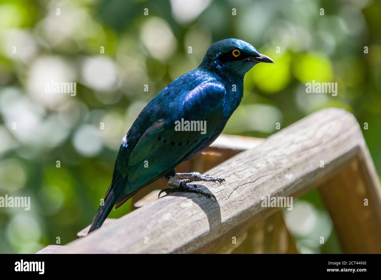 a Purple starling (Lamprotornis purpureus) is a member of the starling ...