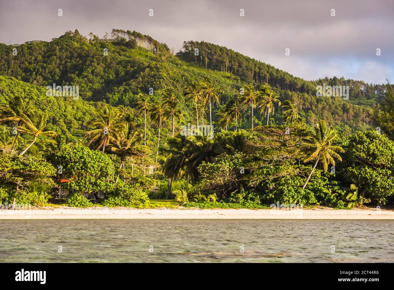 Palm trees on tropical Rarotonga Island, Cook Islands Stock Photo - Alamy