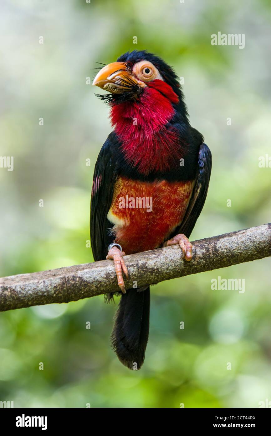 The bearded barbet (Lybius dubius) is an African barbet. The barbets ...