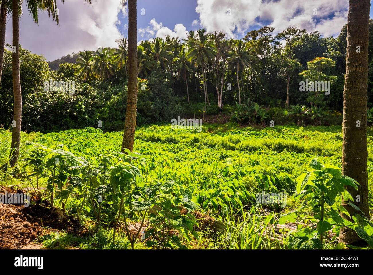 Farmland along the old Polynesian inner circle road (Ara Metua ...