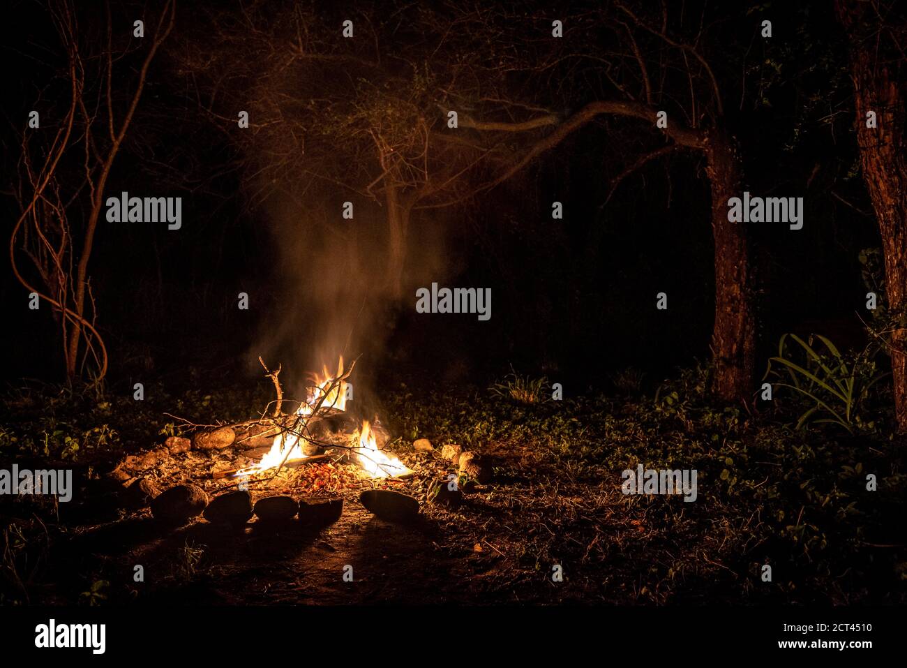Flames of a campfire at night in a dark spooky forest surrounded by ...