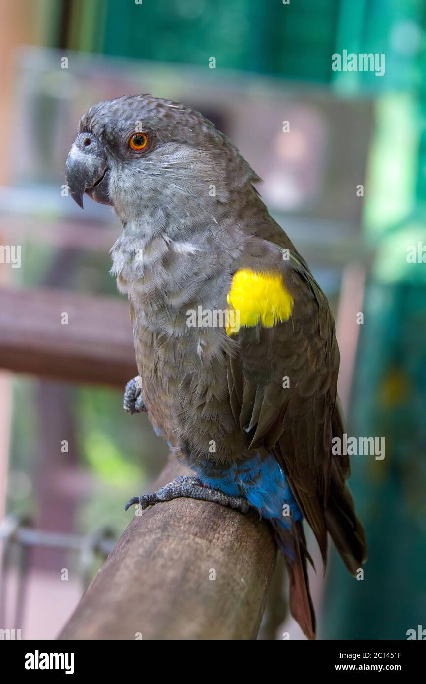 Poicephalus rueppellii hi-res stock photography and images - Alamy