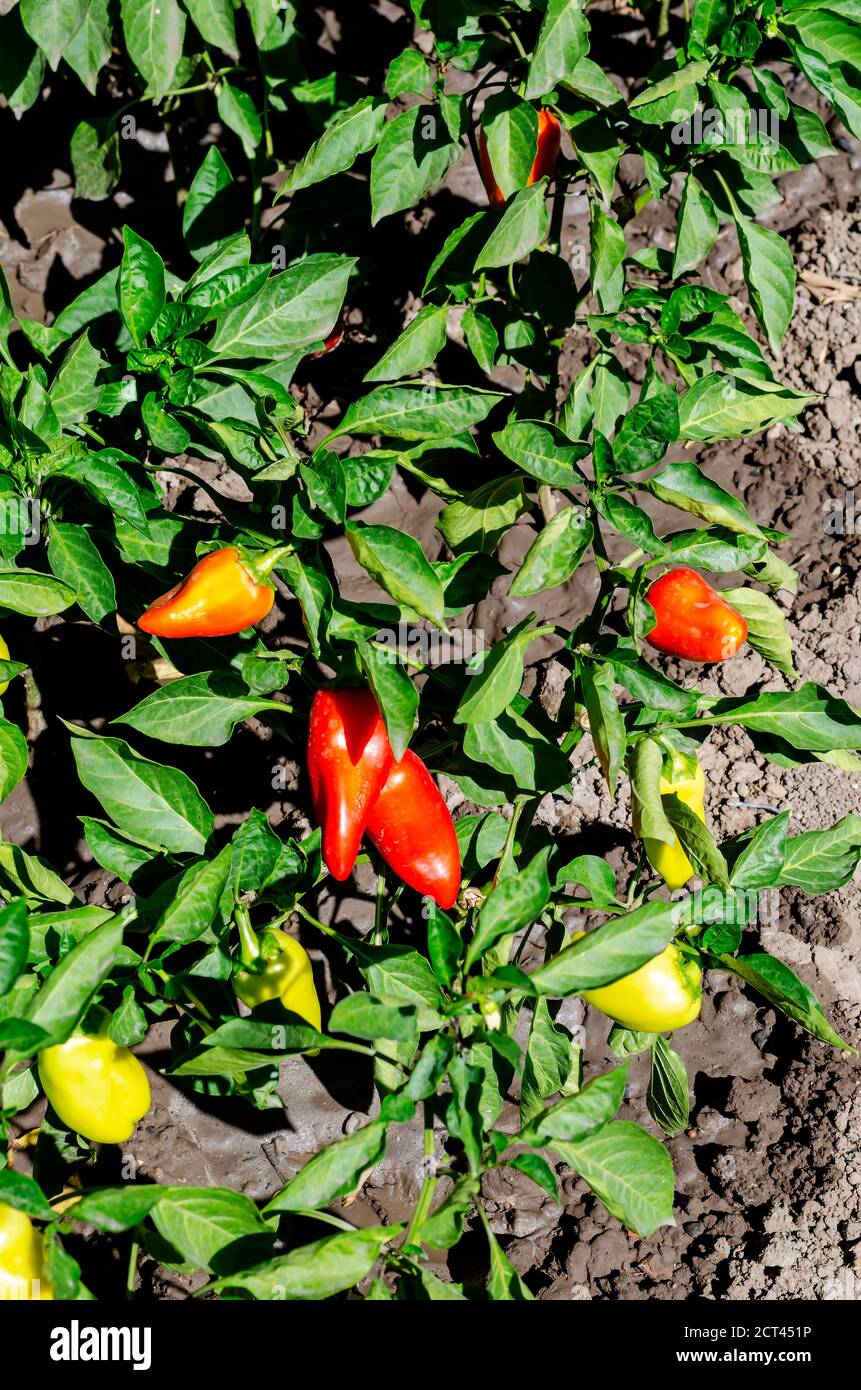 Green pepper growing in beds hi-res stock photography and images - Alamy