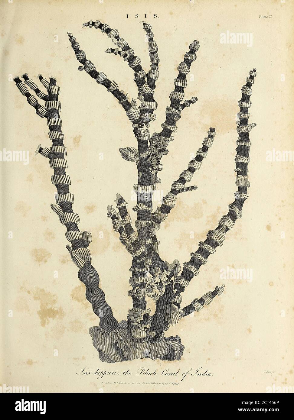 Nineteenth engraving hi-res stock photography and images - Alamy