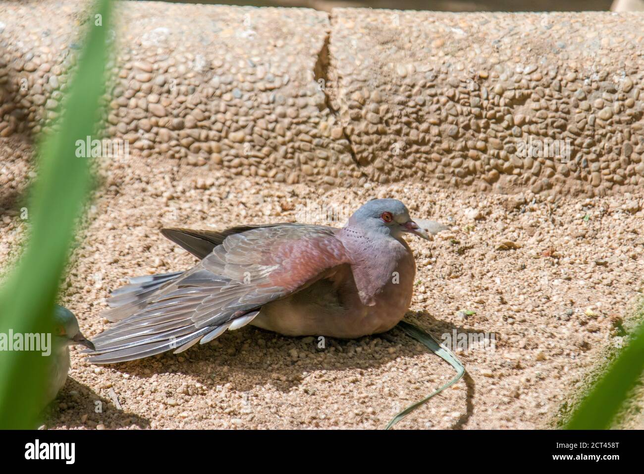 Dove family hi-res stock photography and images - Alamy