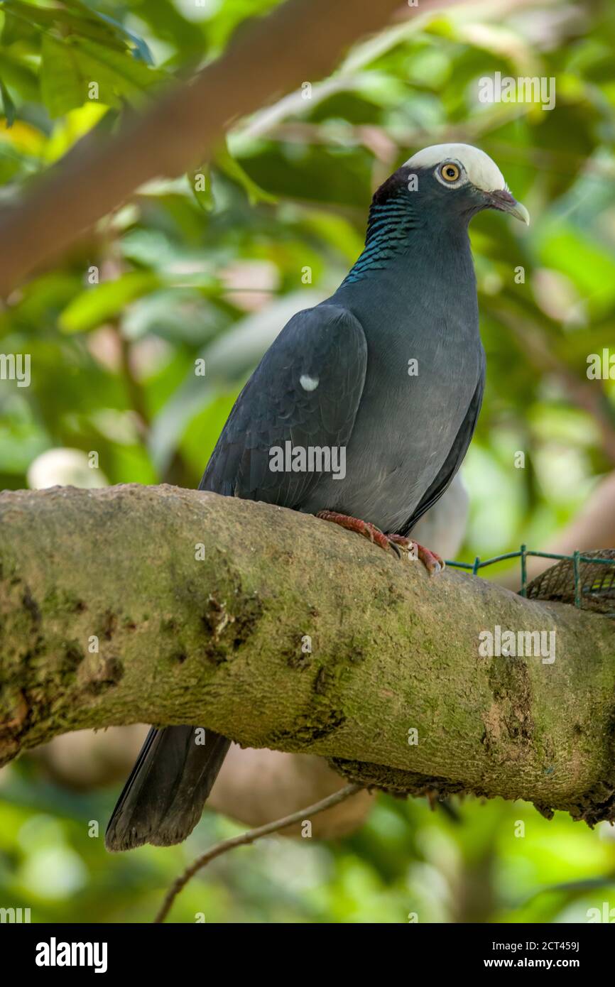 White crowned pigeon patagioenas leucocephala in hi-res stock ...