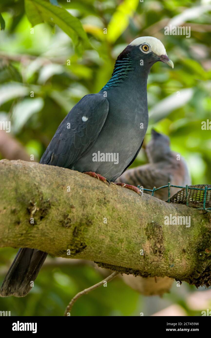 The white-crowned pigeon (Patagioenas leucocephala) is a species of ...