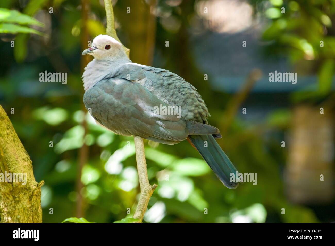 Pink headed imperial pigeon hi-res stock photography and images - Alamy