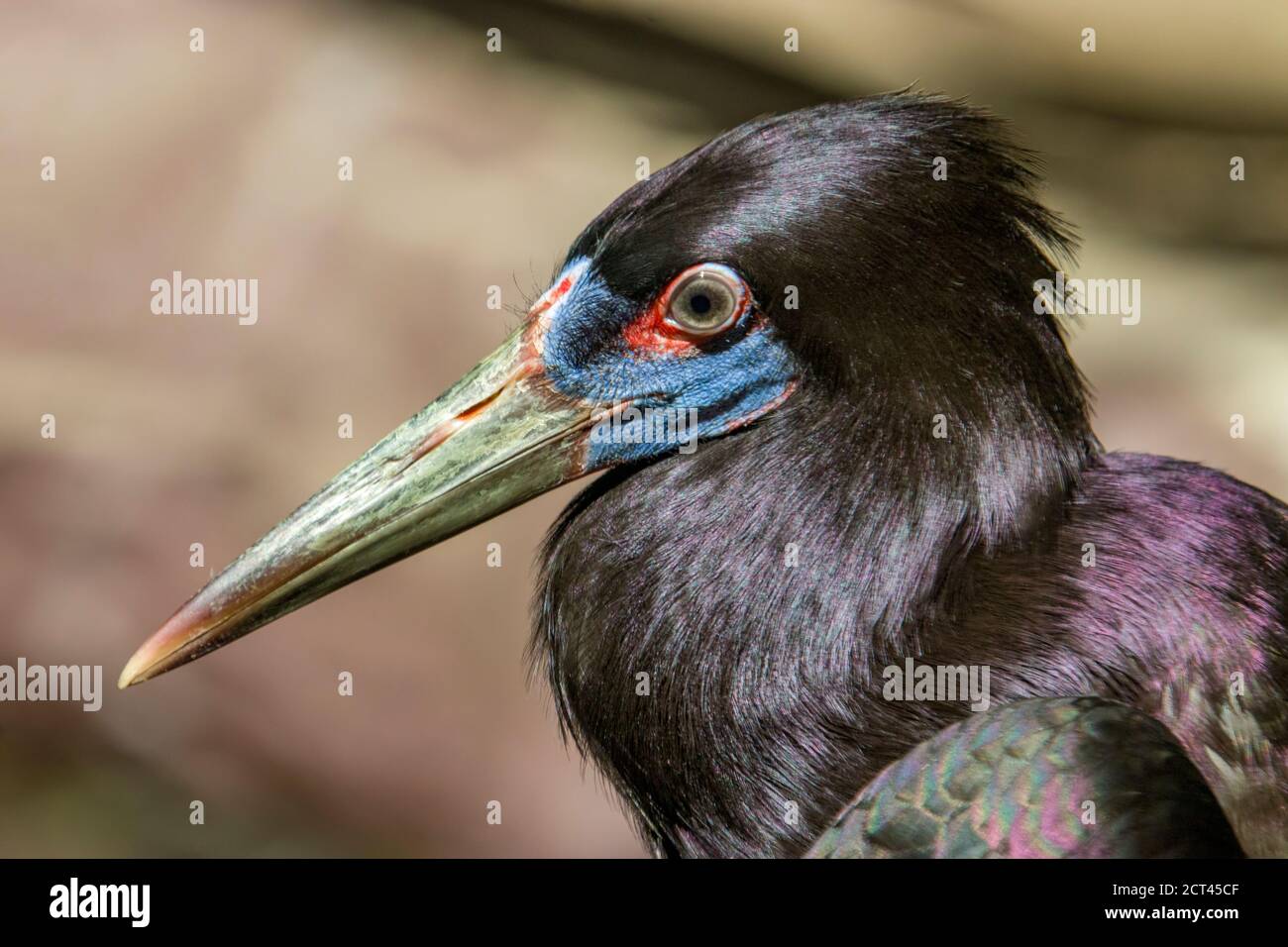 White underparts of the legs hi-res stock photography and images - Alamy