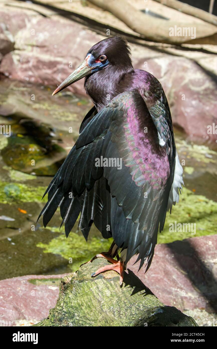 The Abdim's stork (Ciconia abdimii) bask in the sun, looks like a ...