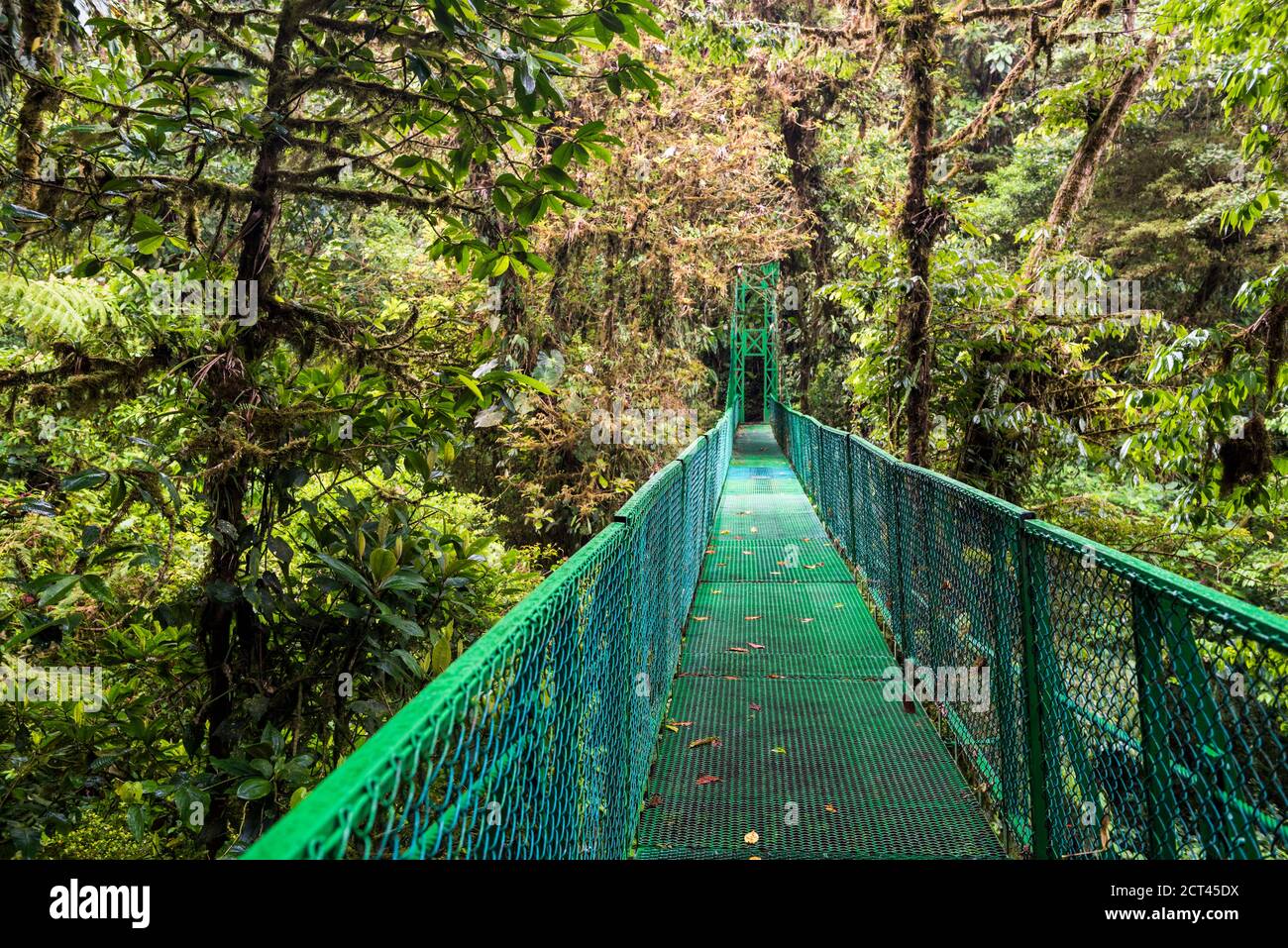 Monteverde Cloud Forest Reserve, seen from Selvatura Treetop hanging ...