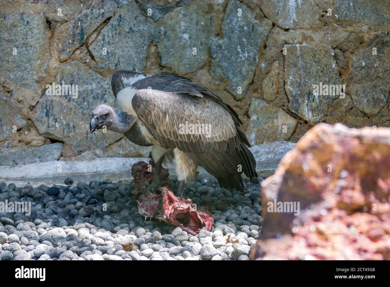 White-backed vulture is a typical vulture, with only down feathers on ...