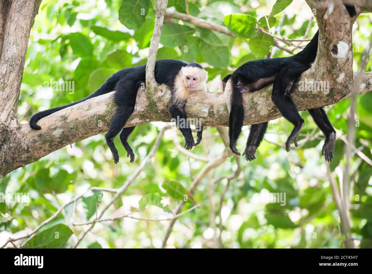 White-faced Capuchin (Cebus capucinus) by Manuel Antonio Beach, Manuel ...