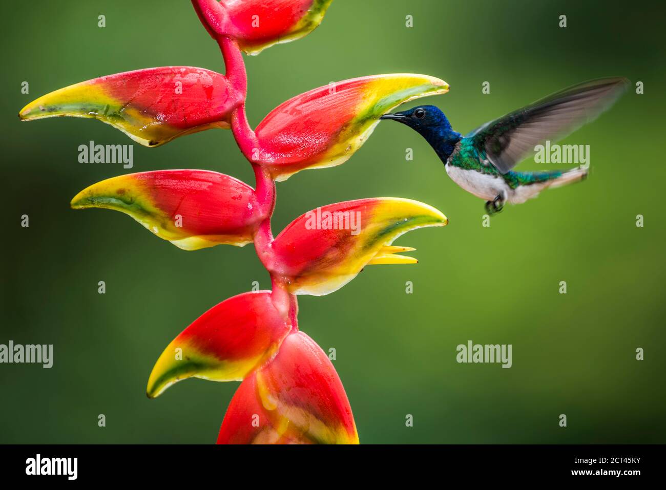 Iridescence animals hi-res stock photography and images - Alamy