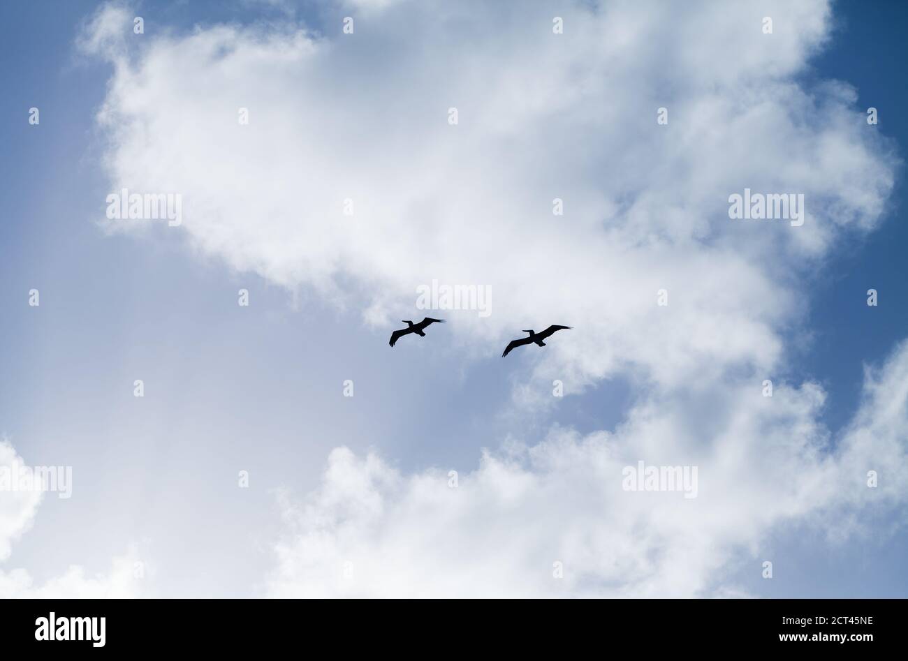 Flying birds black silhouettes hi-res stock photography and images - Alamy
