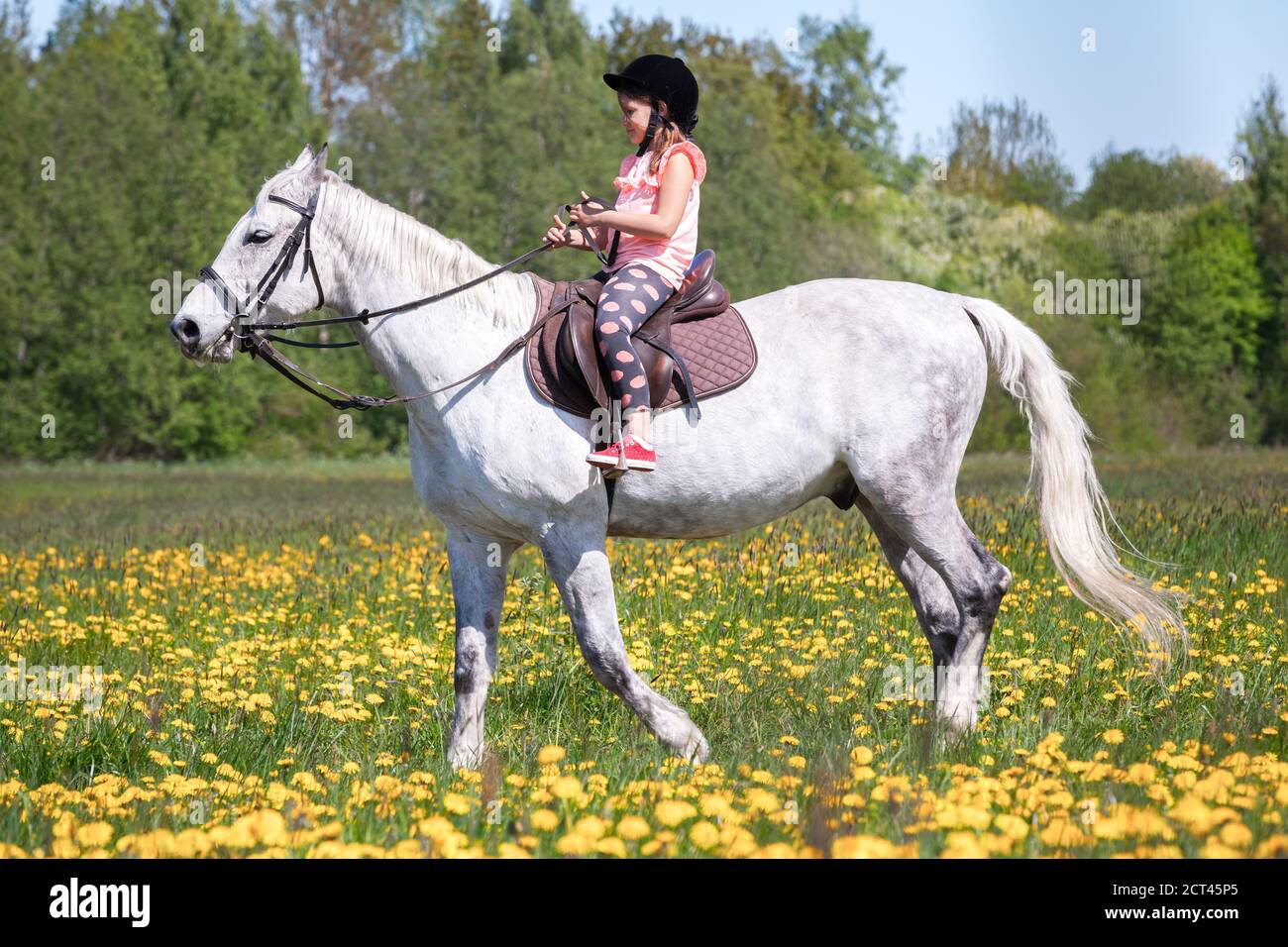 Little girl rides a white horse at sunny day, close-up photo Stock ...