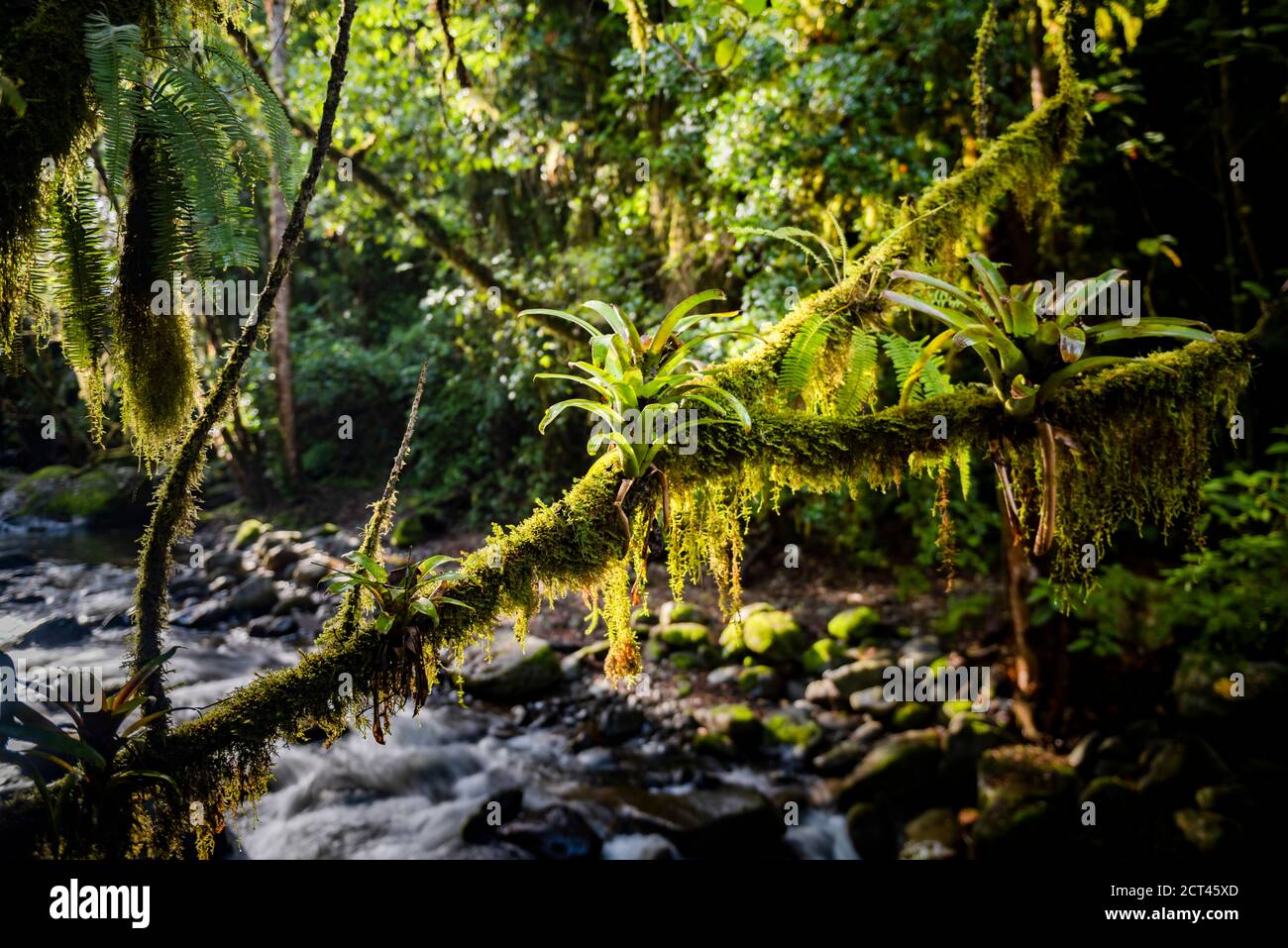 Savegre River (Rio Savegre), San Gerardo de Dota, San Jose Province ...