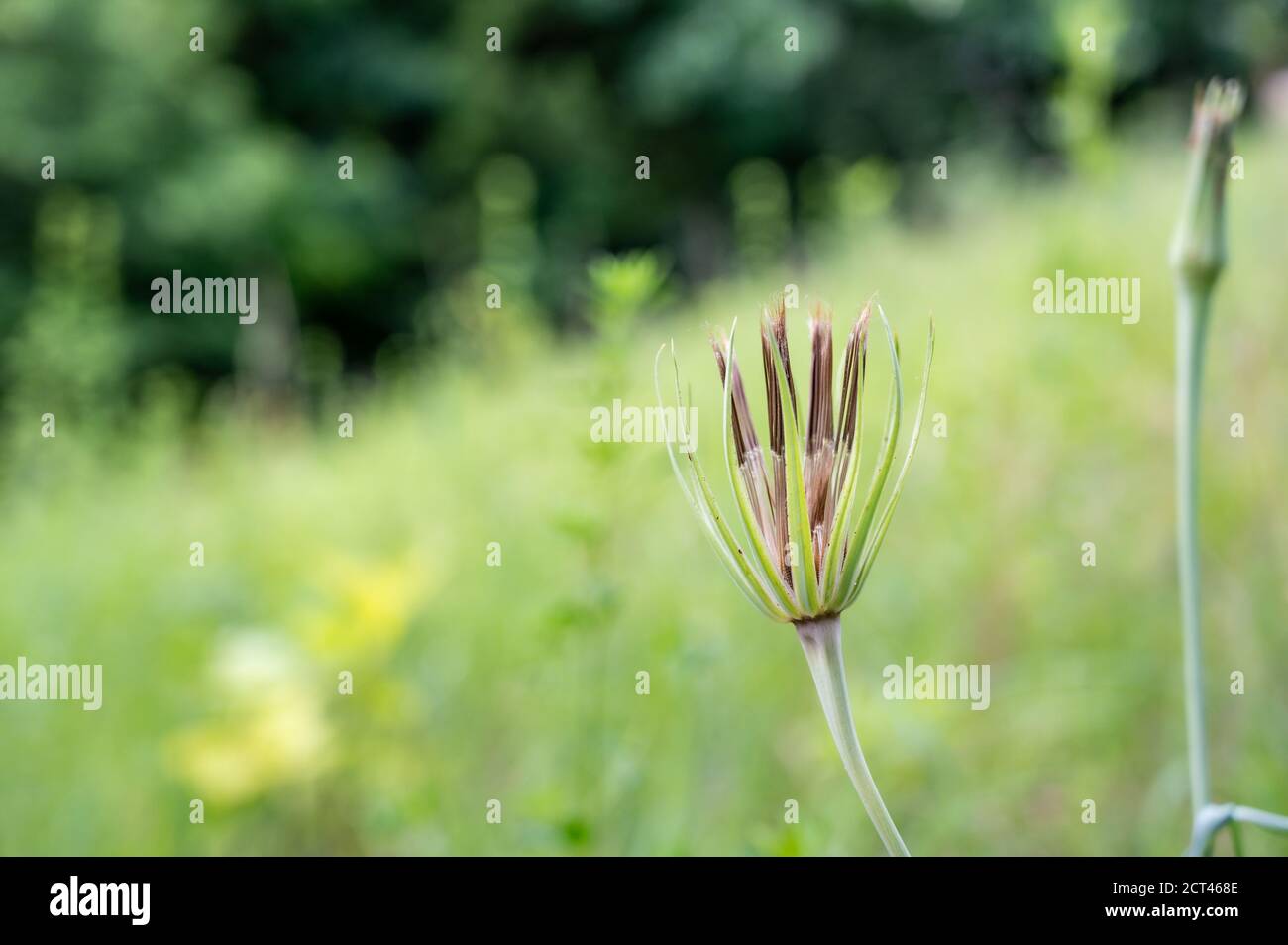 Goatsbeard seed pod hi-res stock photography and images - Alamy