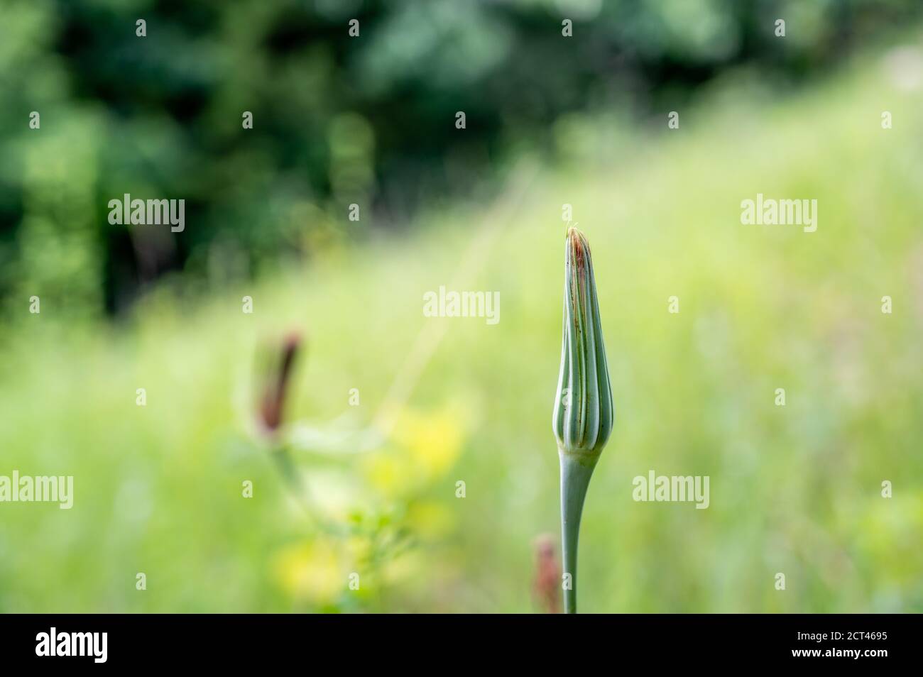 Goatsbeard seed pod hi-res stock photography and images - Alamy